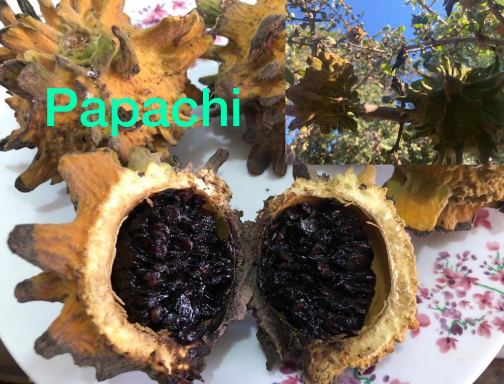 Papachi: La planta endémica de Sinaloa con propiedades medicinales ...